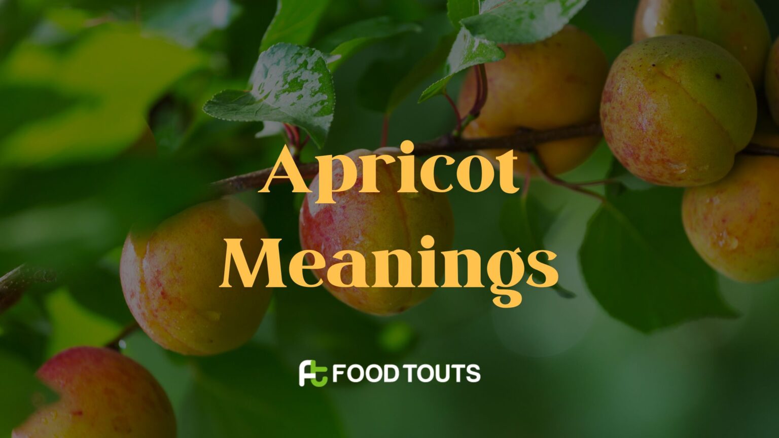 Apricot Meaning In Hindi, Urdu, Punjabi And Persian | Food Touts
